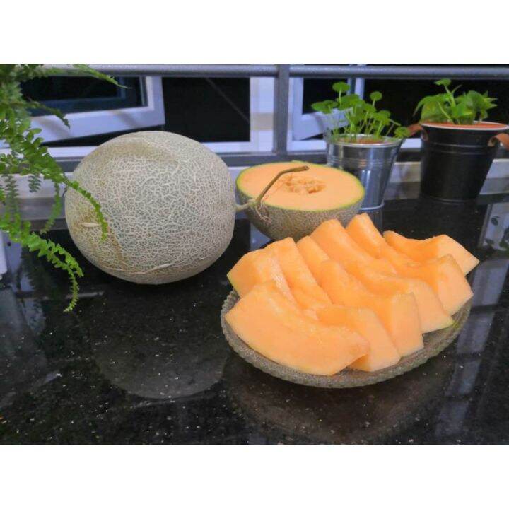 BIJI BENIH ROCK MELON ROMEO F1/ROCK MELON F1 SEEDS(5 SEEDS-REPACK CROP ...