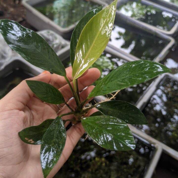 Anubias Congensis Tanaman Aquascape Terbaik | Lazada Indonesia