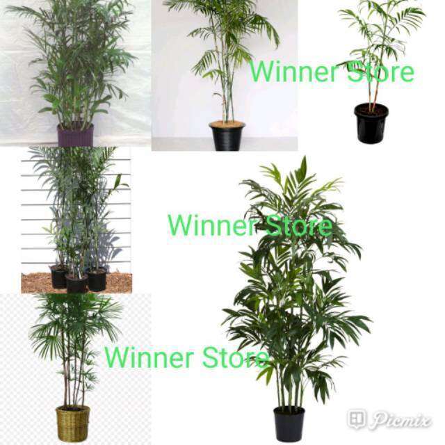 7 chamaedorea seifrizii bamboo palm palem bambu Winner Store bibit biji ...