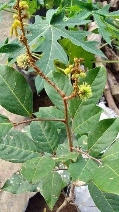 RR grafted rambutan | Lazada PH