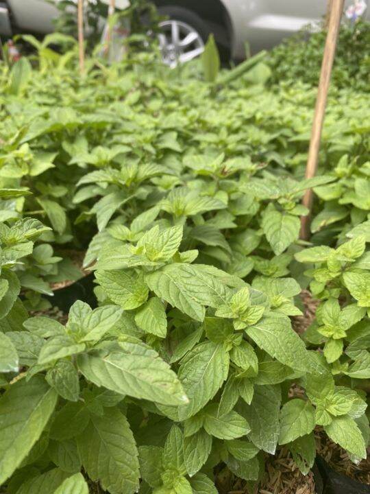 เมนทอล Menthol สมุนไพร (Herb) | Lazada.co.th