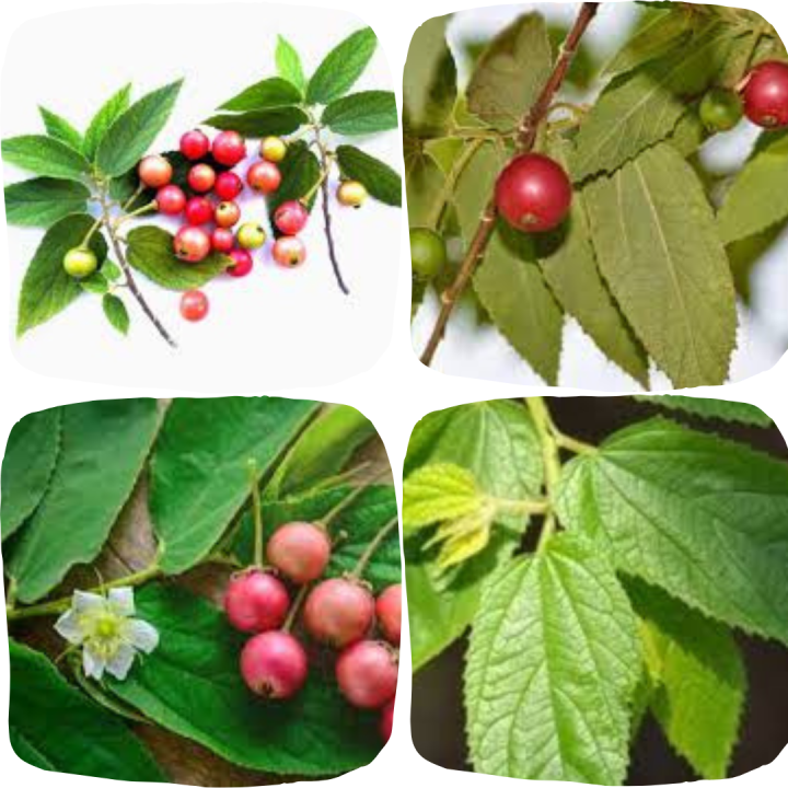 (1 bungkus isi 50 lembar daun) daun tanaman keren untuk obat diabetes ...