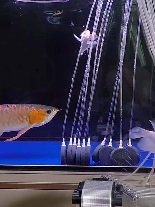 High-power fish tank oxygen pump ultra-quiet air compressor large ...