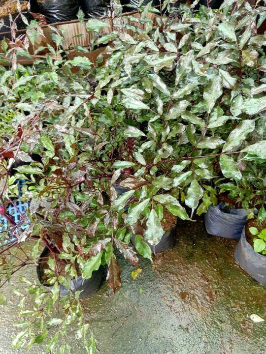 Lea Plant | Lazada PH