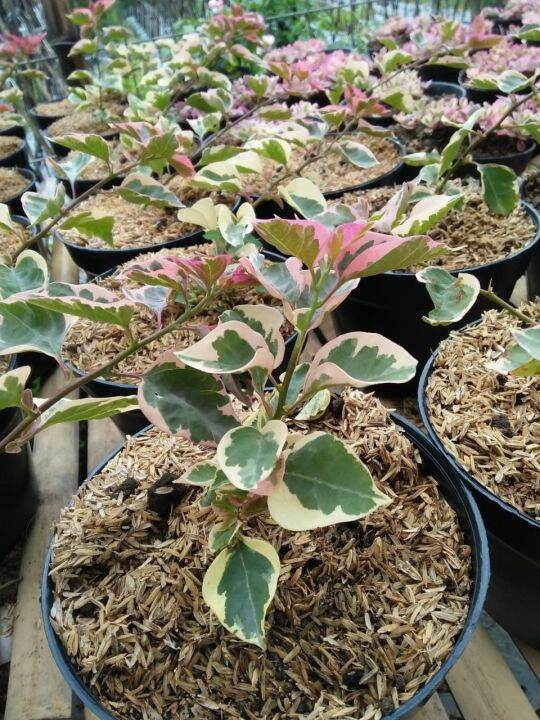 bugenvil variegata bunga merah | Lazada Indonesia