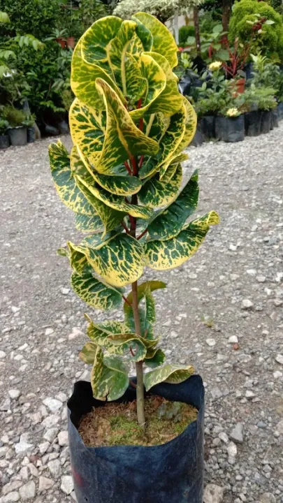 Pokok Puding Codiaeum Variegatum Ornamental Foliage Petra croton Plant ...