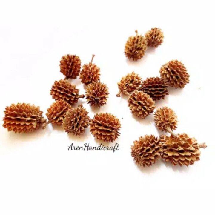 Bunga cemara kering | Lazada Indonesia