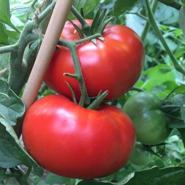 Giant Delicious Tomato Seeds - Giant Delicious Kamatis Seeds - Heirloom ...