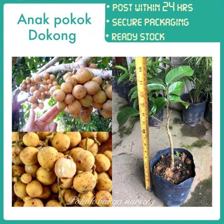 PBN - anak pokok Dokong - pokok bunga nursery fruit sapling fruits buah buahan hybrid tumbuhan ...