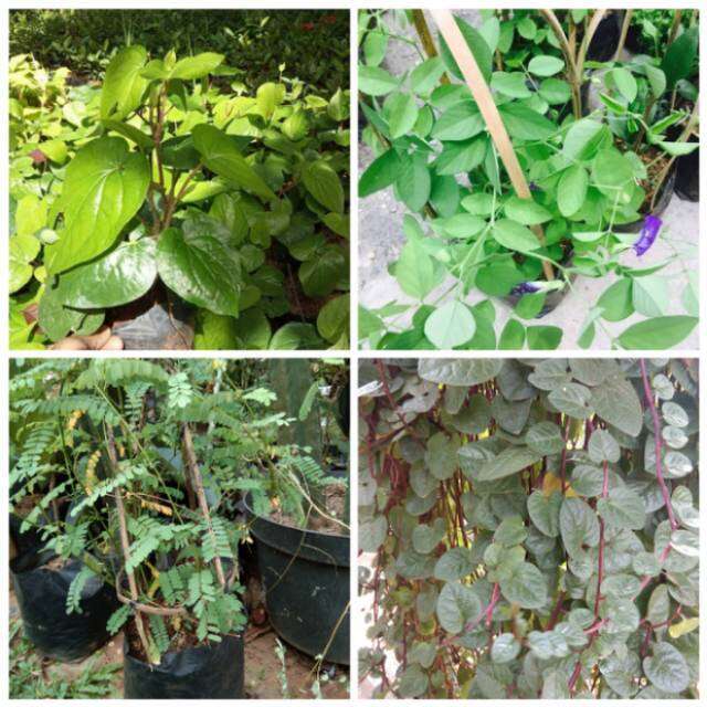 Tanaman hias paket 4 tanaman herbal - sirih ijo - daun saga - bunga ...
