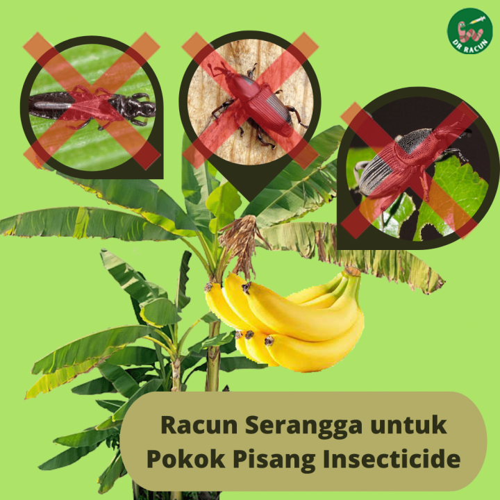 Racun Serangga Organik terbaik untuk Pokok Pisang Pengorek Umbi Ulat ...