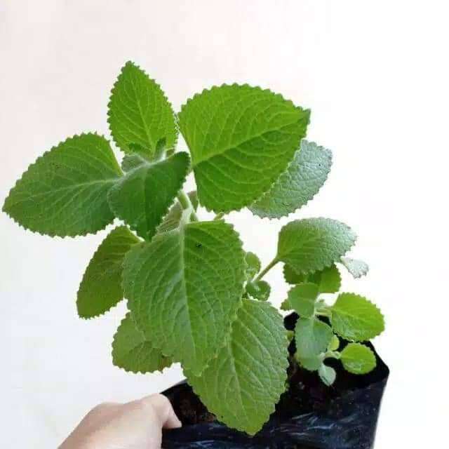 Bibit Tanaman Daun Jinten Hitam Asli / Pohon Jinten Hitam / Tanaman ...