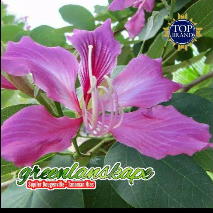 PROMO Tanaman Pohon Kupu Kupu Bunga Pink - BUTERFLY/ Bauhinia Purpurea ...