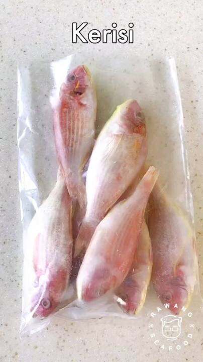 🔥READY STOCK🔥 Kerisi Fish (1kg) 红哥鲤 Frozen Fish Fresh A-grade Local ...