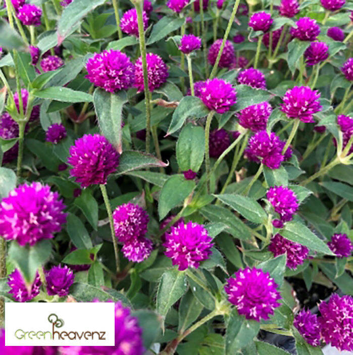 GHZ - Gomphrena Globosa Live Plant Edible Flowe Bunga Ratna Keno Pokok ...