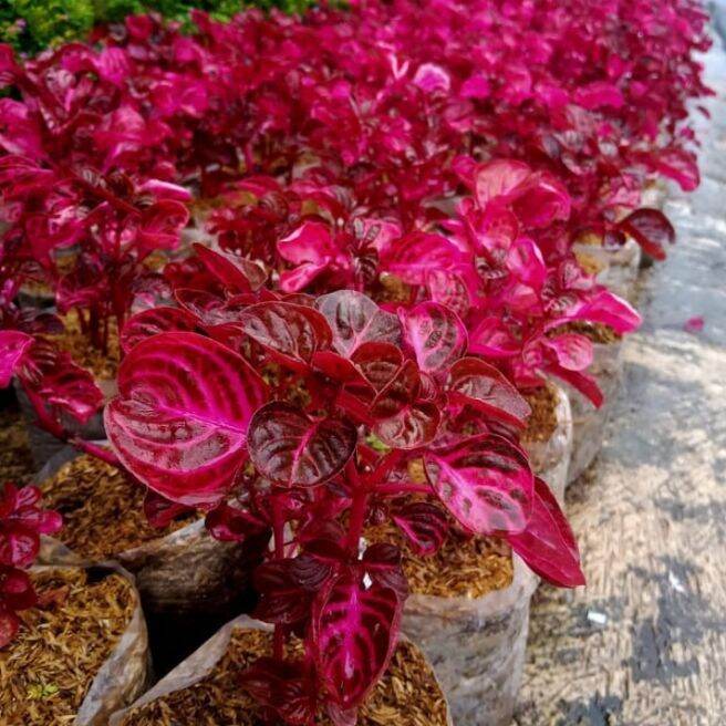 tanaman bayam merah | Lazada Indonesia