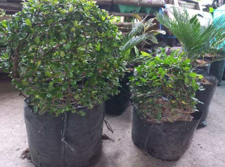 ROUND and DIFFERENT DESIGN TSAANG GUBAT - ROOTED OUTDOOR PLANT FOR ...
