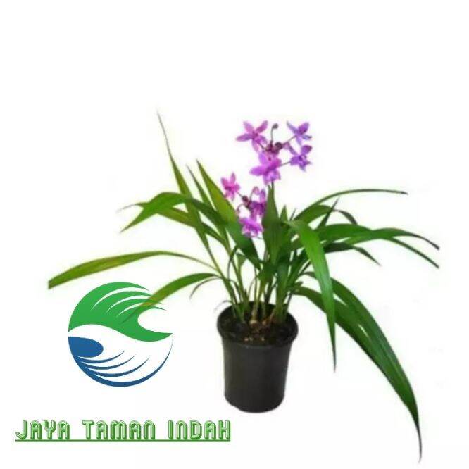 tanaman anggrek tanah | Lazada Indonesia