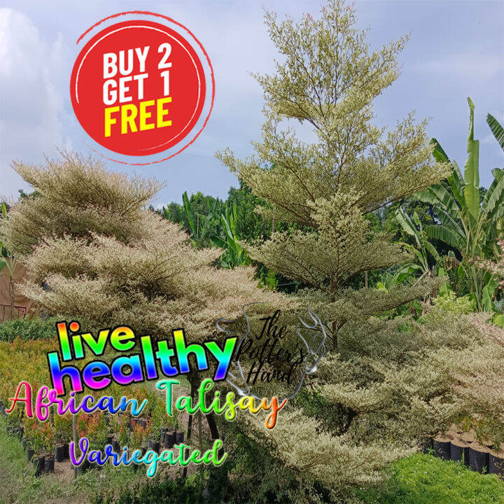 African Talisay Variegated Terminalia Mantaly Layering Tree | Lazada PH