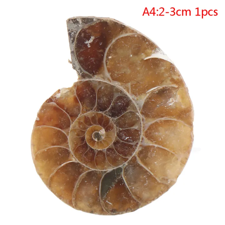 mmico🧧 Half Cut Conch Fossils Ammonite Shell Art Collect DIY Stone ...