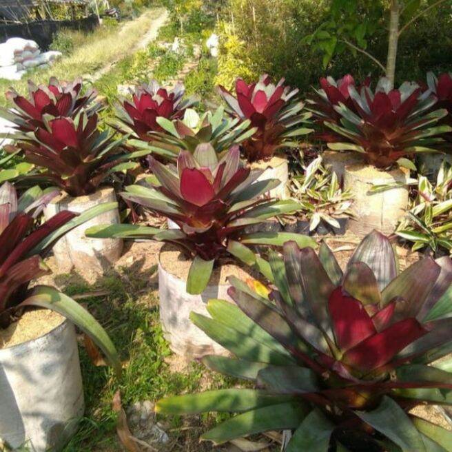 Tanaman hias bromelia giant - Tanaman hias bromelia | Lazada Indonesia