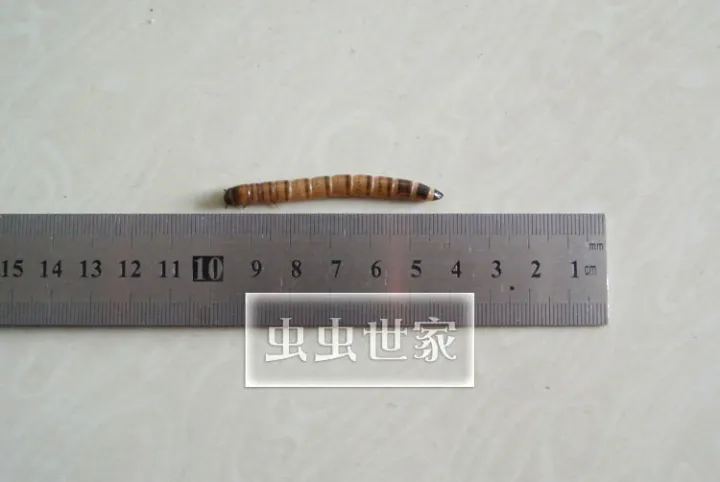 Wheat worm live super bread worm live worm pet lizard turtle bird fish ...
