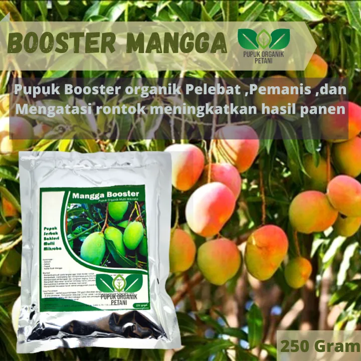 Pupuk Pohon Buah Mangga Organik Booster ampuh terbaik obat nutrisi serbuk multimikroba aktiv ...