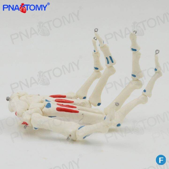 Human body the skeleton structure of palm anatomical model medical ...