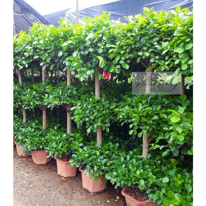 4.5ft🌱Ficus Panda 3 Layers 🌱榕树🌱Ficus Bonsai🌱Outdoor Plant🌱 | Lazada
