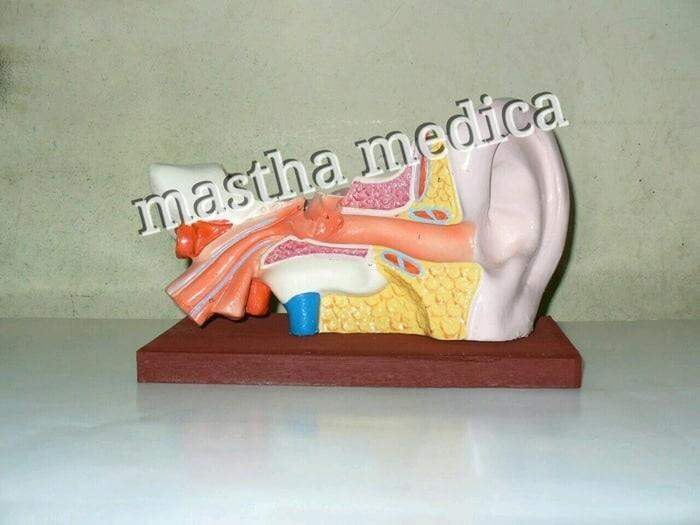 Manekin / Torso Kerangka Anatomi Manusia Model Telinga | Lazada Indonesia