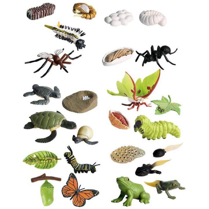 Insect Life Cycle Figurines Realistic Animal Figurines for Kids Moth ...
