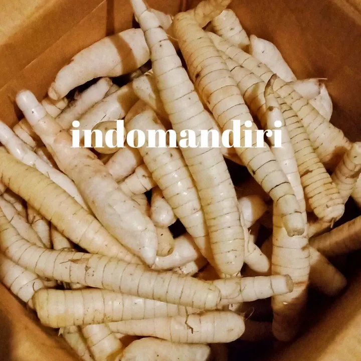 Ubi GARUT Segar / Umbi Garut 1kg . | Lazada Indonesia