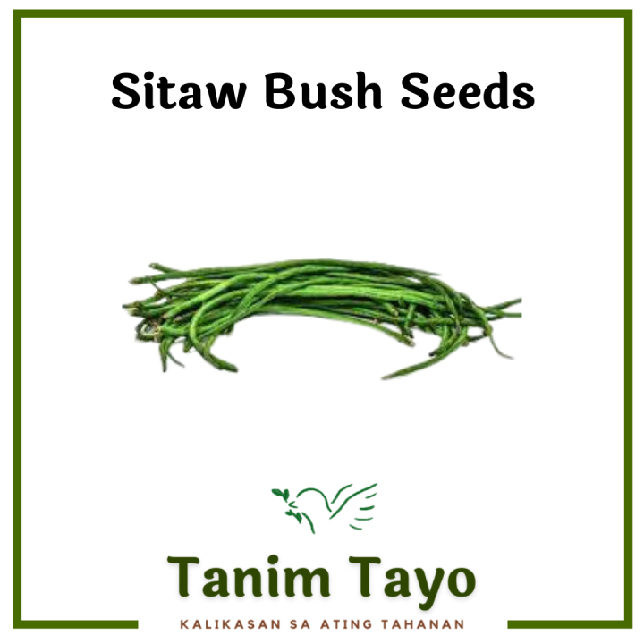 TanimTayo.PH Sitaw Seeds for Planting Bush Sitaw Pole Sitaw for ...