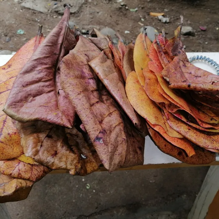 Talisay Leaves Philippine-indian Almond or cattapa | Lazada PH