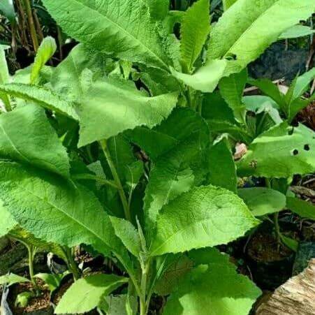 Bibit Tanaman daun sembung/Pohon Daun Sembung/Blumea Basamifera/Herbal ...