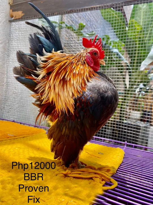 Malaysian bantam Serama, is a bantam breed of chicken originating in ...