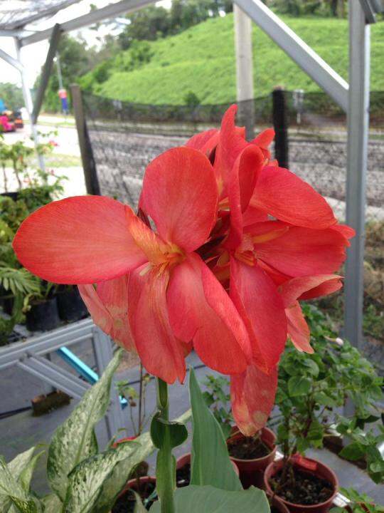 MDC- Peach Canna Plant/ Pokok Bunga Tasbih Oren Muda | Lazada