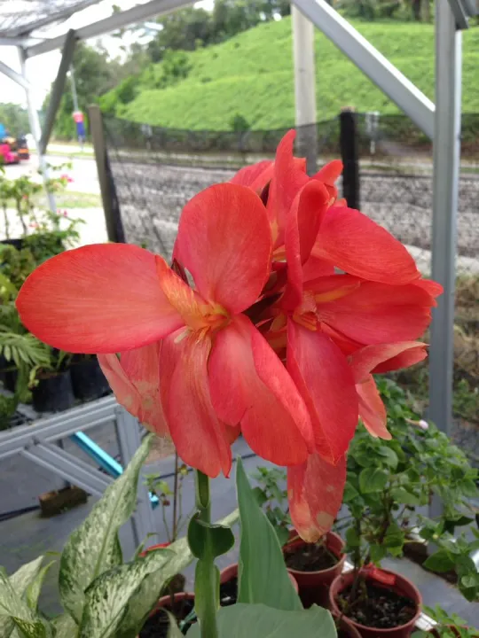 MM- Peach Canna Plant/ Pokok Bunga Tasbih Oren Muda | Lazada