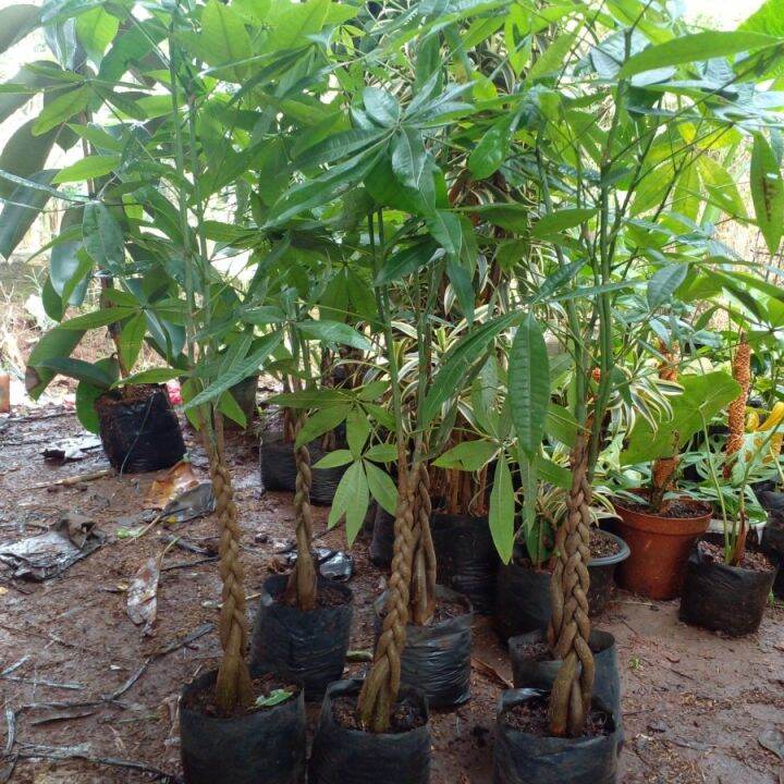 tanaman hias Pachira kepang 3 - tanaman hias money tree - pacira kepang ...