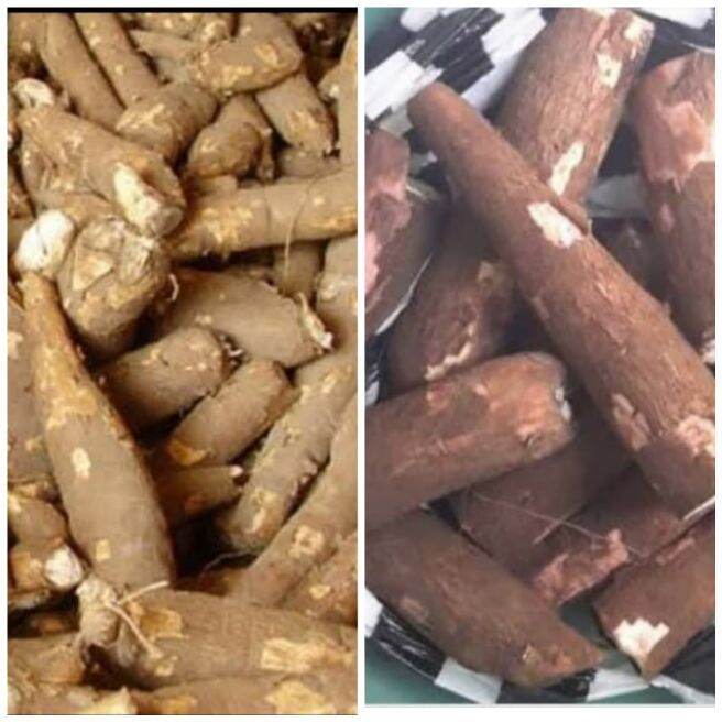 Paket 2 Jenis Singkong Kuning/Mentega Dan Singkong Putih/Apuy | Lazada ...