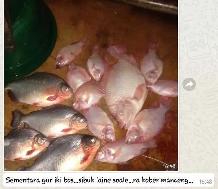 Essen Leci Umpan Ikan Mas Lele Bawal Patin Nila Mujaer Umpan Pancing ...