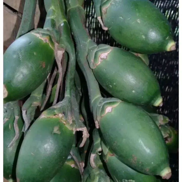 buah pinang muda/jebug 1kg | Lazada Indonesia