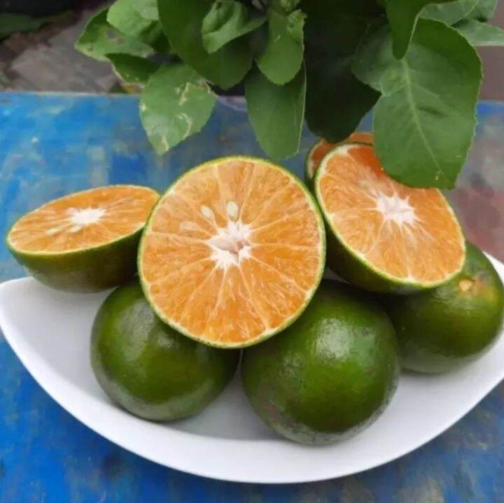 Pokok Limau Madu Chokun | Lazada