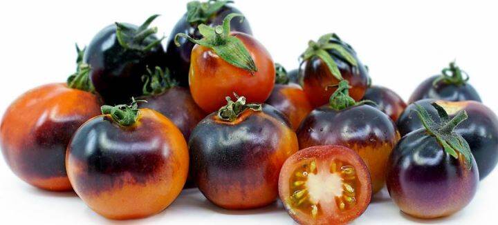 Mini Tomato Indigo Rose plant seed-rare- | Lazada