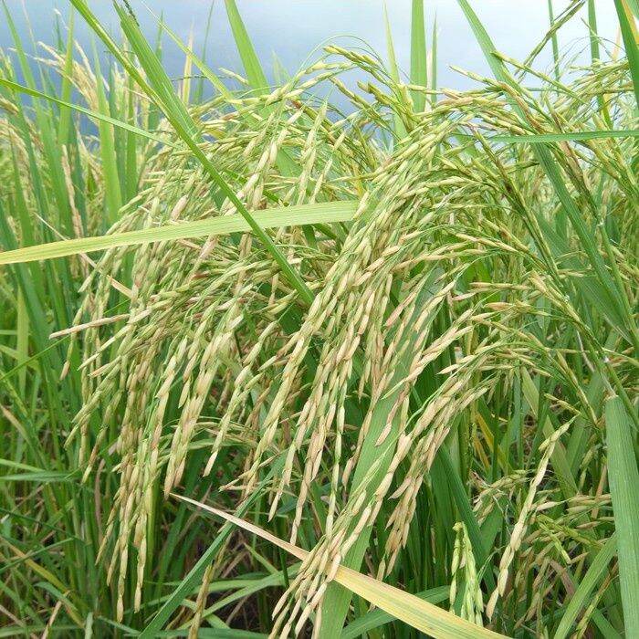 VICTORY SEED 250 Gram Benih Biji Gabah Biji Padi Putih Oryza Sativa ...