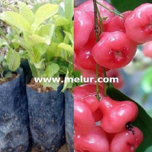 MM- Anak Pokok Jambu Bertih Merah / jambu buah kecil Anak Pokok Tanaman ...