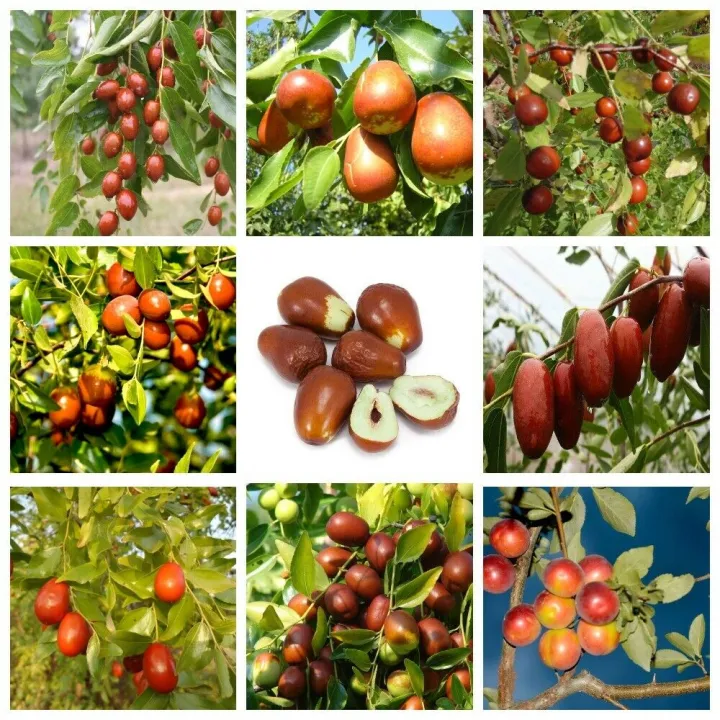 50 Seeds (buy 2 get 1 free) Wild Jujube Plants Brush Tree Fruit ...