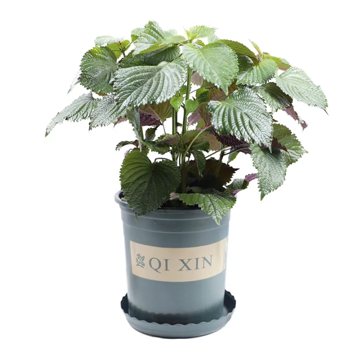 Purple Perilla Potted Fresh Leaf Fragrant Forage Edible Wild Perilla ...