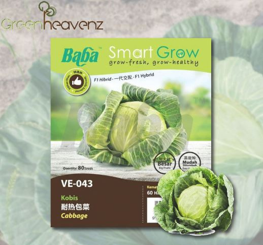GHZ - Baba Smart Grow Seeds VE-043 Cabbage (Kobis) 80SEEDS Vege Seed ...