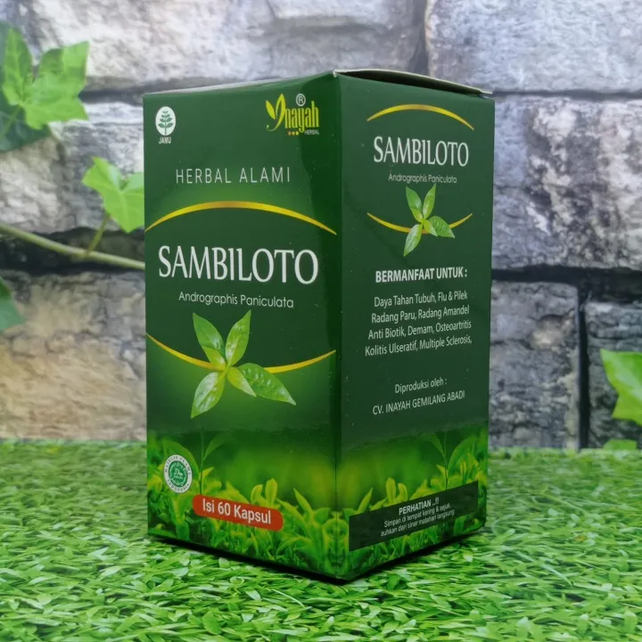 HERBAL SHOP - sambiloto kapsul, kapsul sambiloto herbal, sambiloto ...